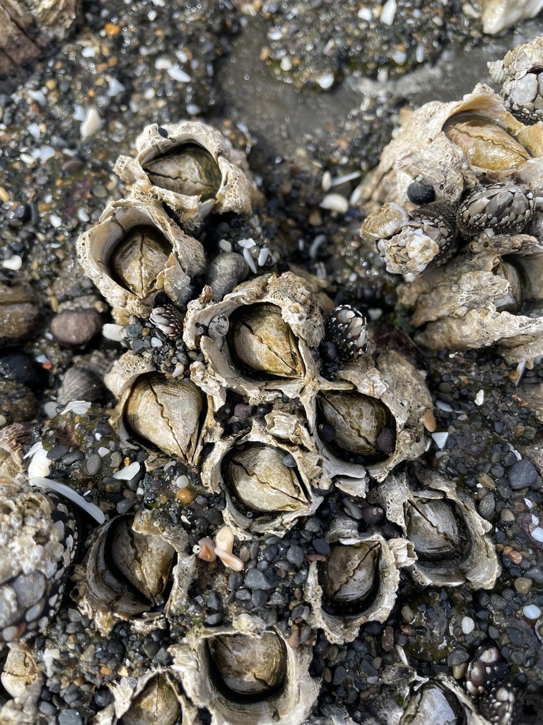 Thatched Barnacle from Pacific City, OR, US on April 15, 2023 at 03:30 ...