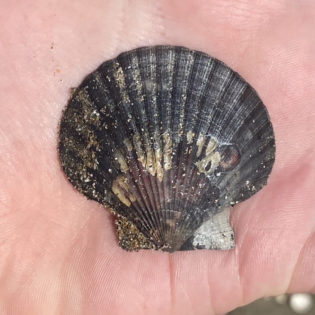 Queen scallop from Swansea Beach, Swansea, Wales, GB on May 16, 2023 at ...
