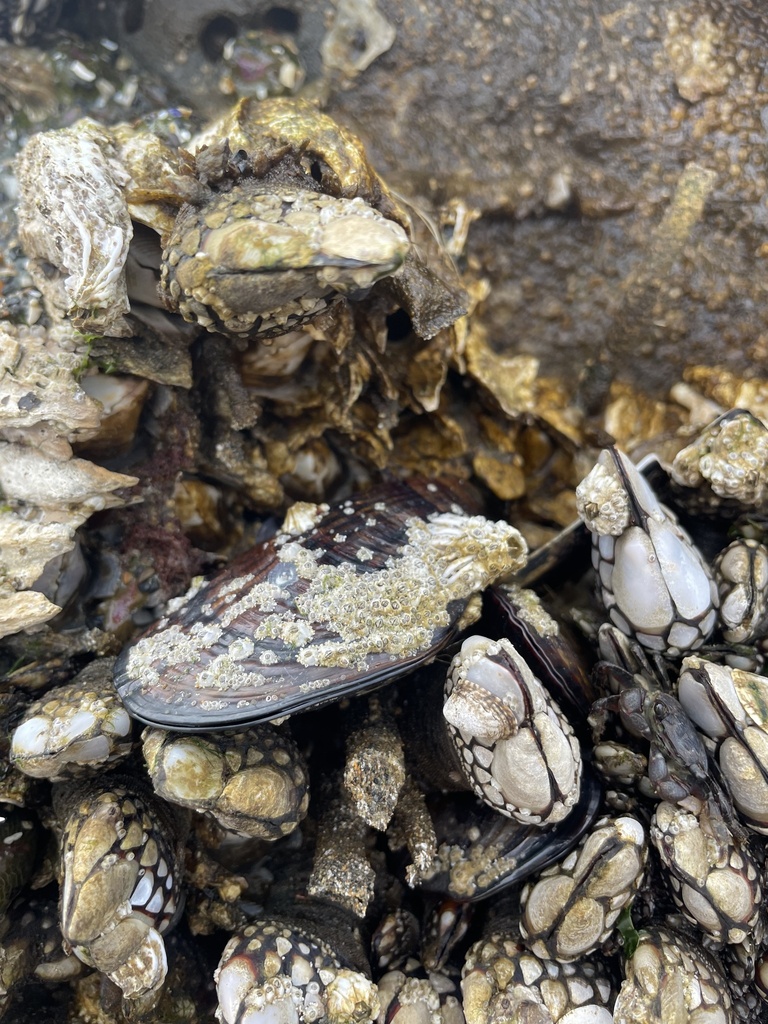 True Mussels from Pacific City, OR, US on April 15, 2023 at 03:25 PM by ...