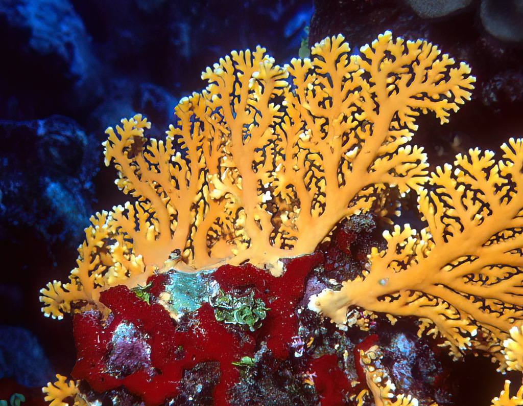 Distichopora from Enewetak Atoll, RMI on September 15, 1983 by uwkwaj ...