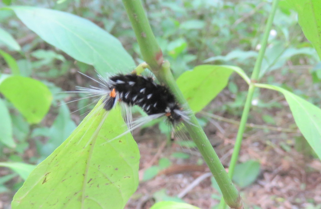 Tiger Moths from 8435 Sabal Palm Grove Rd, Brownsville, TX 78521, USA ...