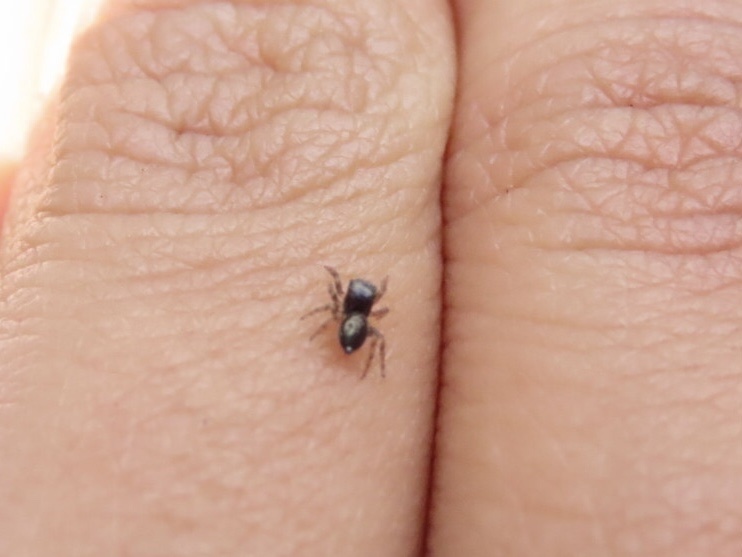 Typical Jumping Spiders from Colegio San Bartolomé La Merced, Bogotá ...