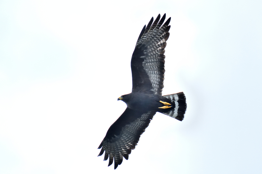 Zone-tailed Hawk from Bustamante, N.L., México on May 15, 2023 at 03:49 ...