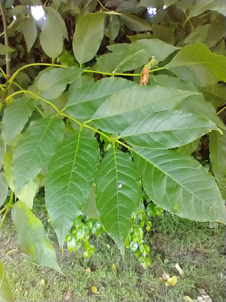 Shamel Ash from Gramercy Park, Torrance, CA, USA on May 16, 2023 at 12: ...