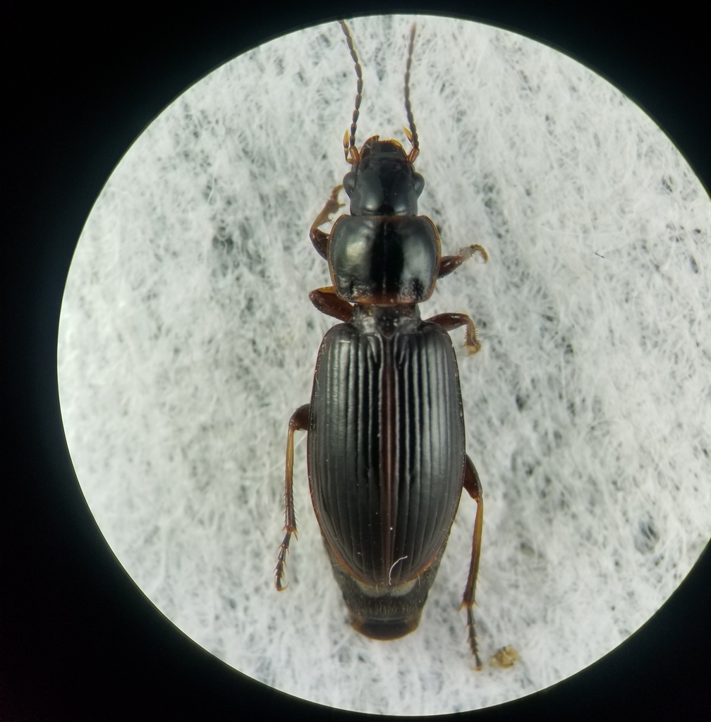 Bradycellus lugubris from Réserve faunique de Portneuf on June 17, 2022 ...