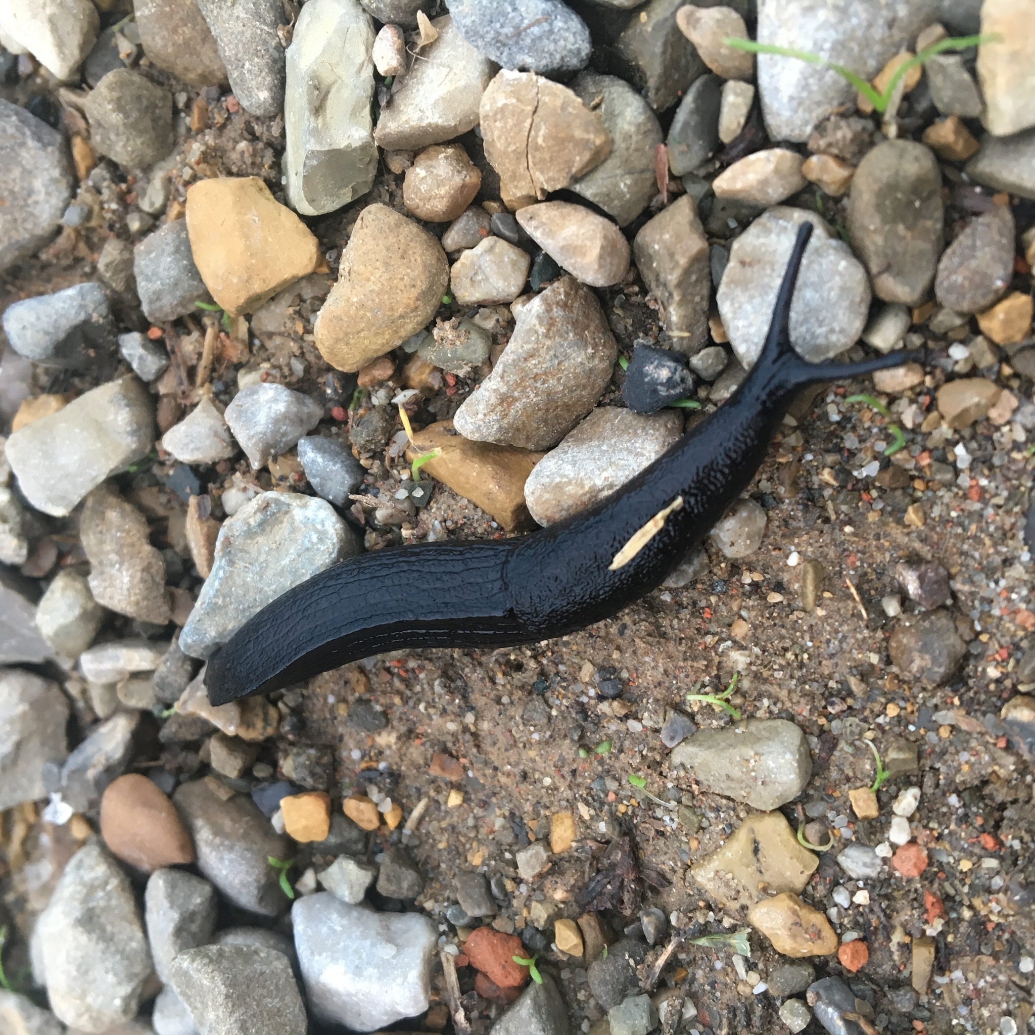 Milax nigricans (Philippi, 1836)