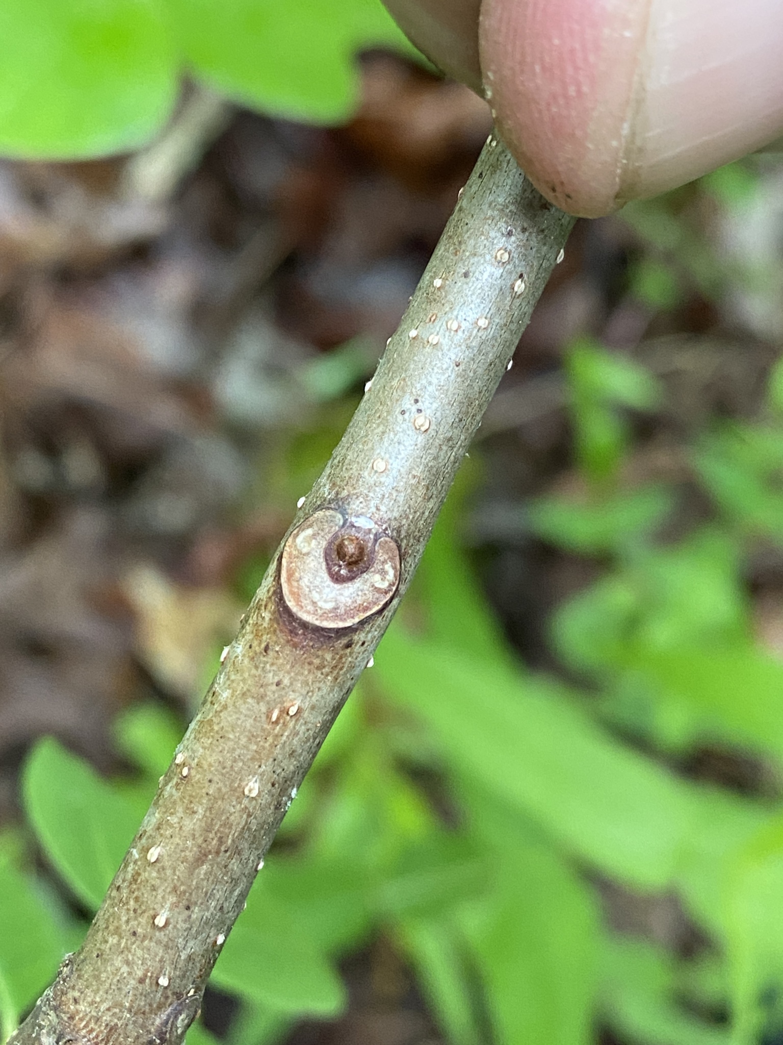 Phellodendron amurense Rupr.