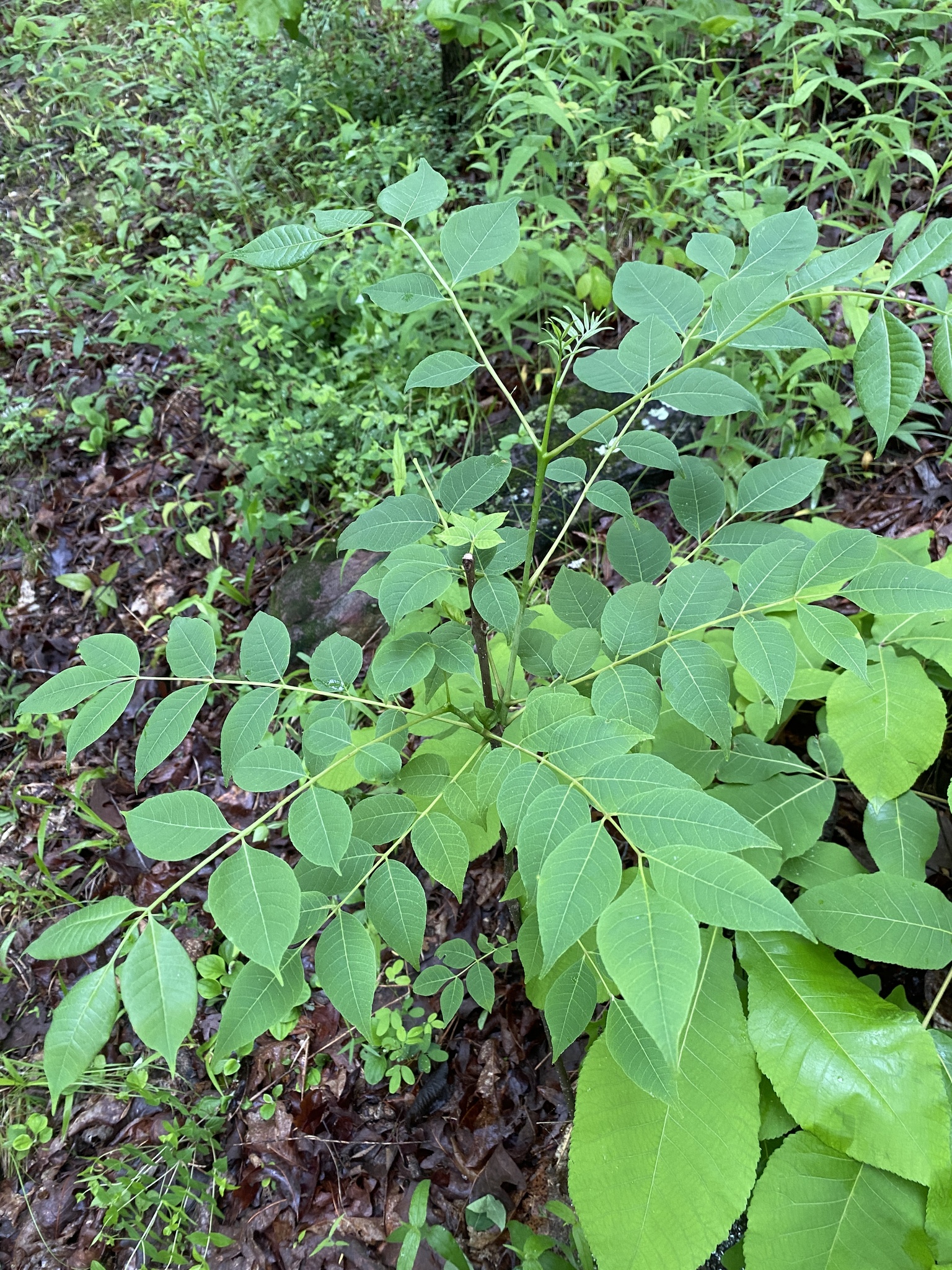 Phellodendron amurense Rupr.