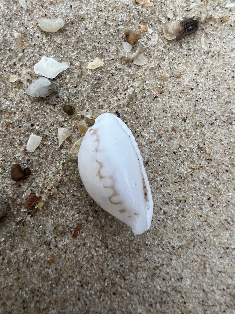 Sieve Cowry from Valla Beach, NSW, AU on May 17, 2023 at 06:43 AM by ...