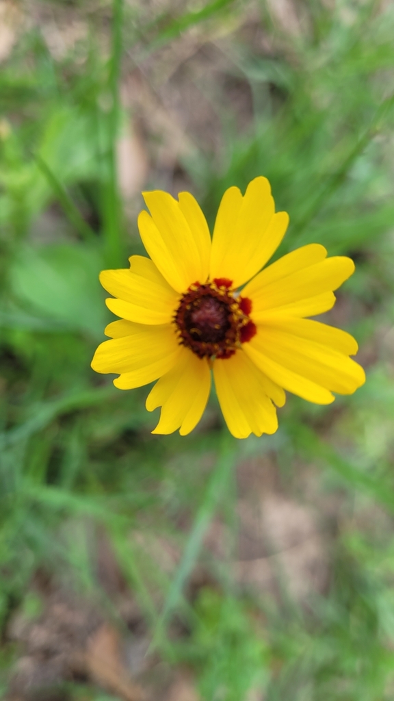 plains coreopsis from Humble, TX, USA on May 16, 2023 at 03:47 PM by ...