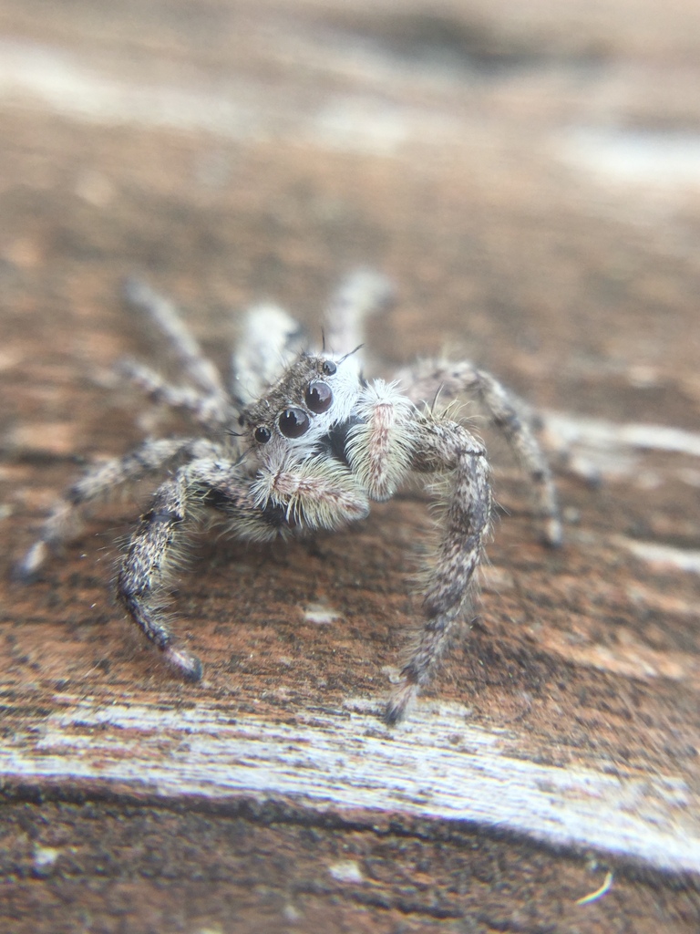 Tan Jumping Spider in May 2023 by Matthew Lindsey. So cute!! · iNaturalist
