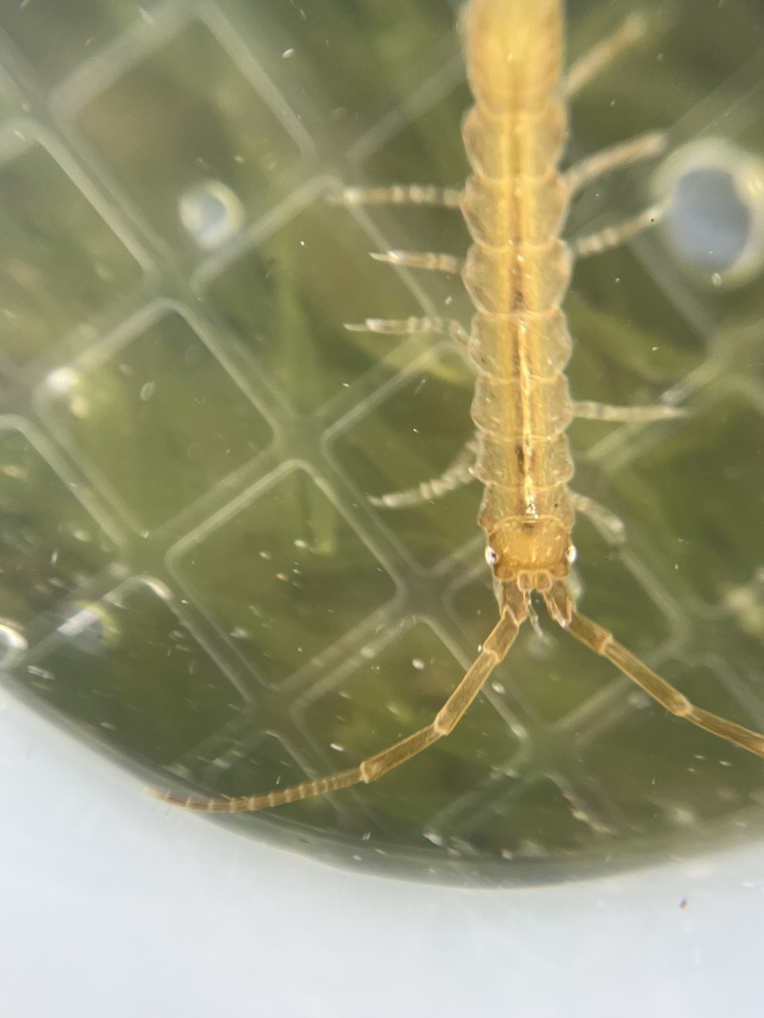 Idotea linearis (Linnaeus, 1767)