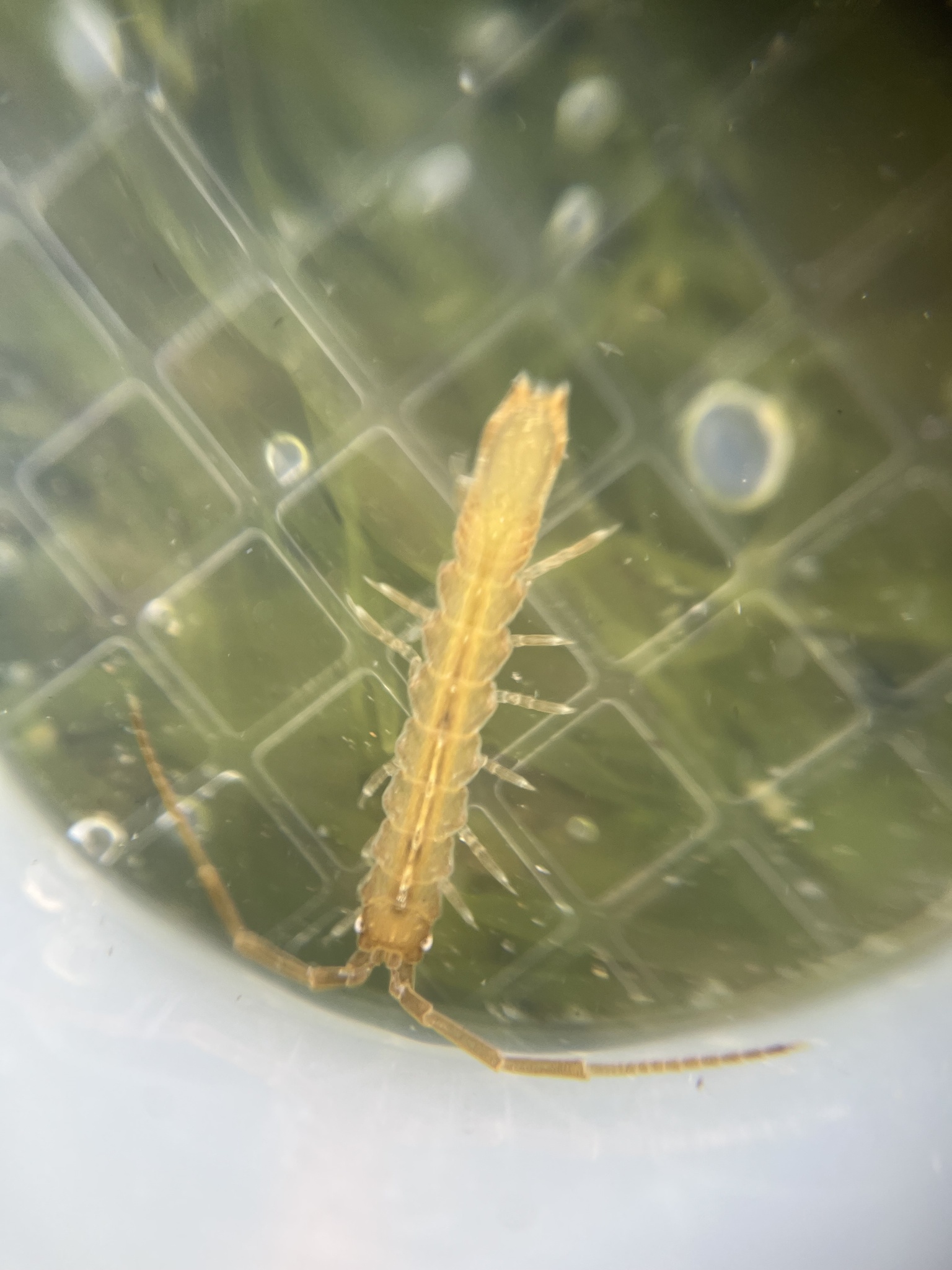 Idotea linearis (Linnaeus, 1767)