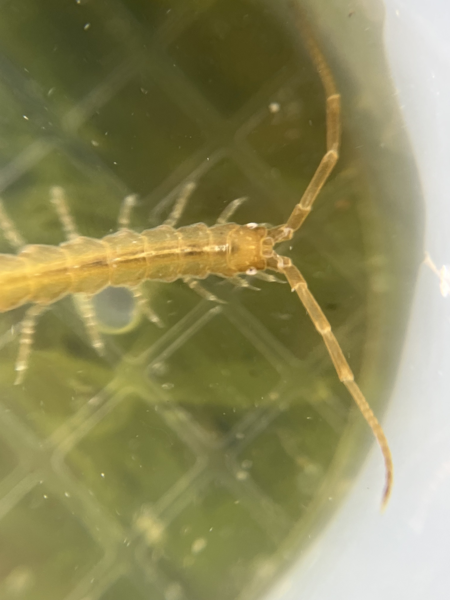 Idotea linearis (Linnaeus, 1767)