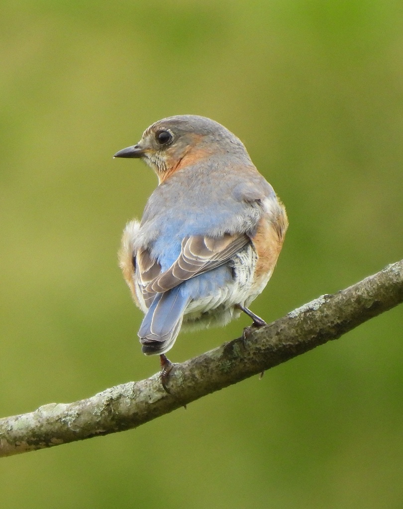 Eastern Bluebird in May 2023 by someowletmoth221 · iNaturalist