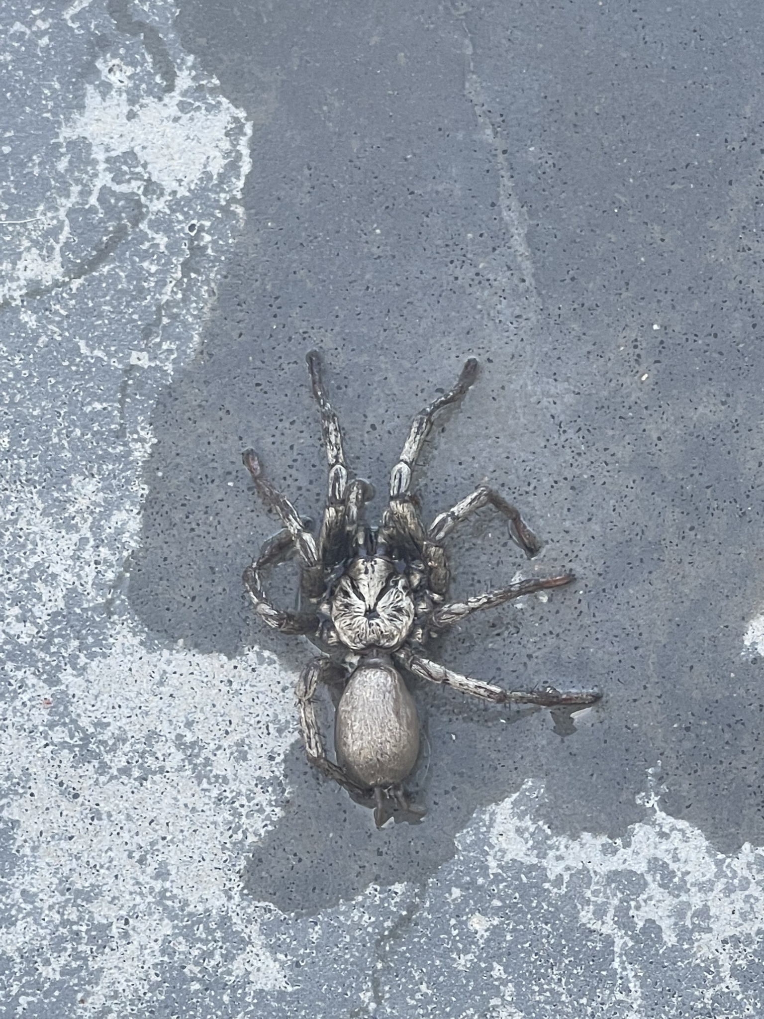 Calisoga longitarsis (Simon, 1891)