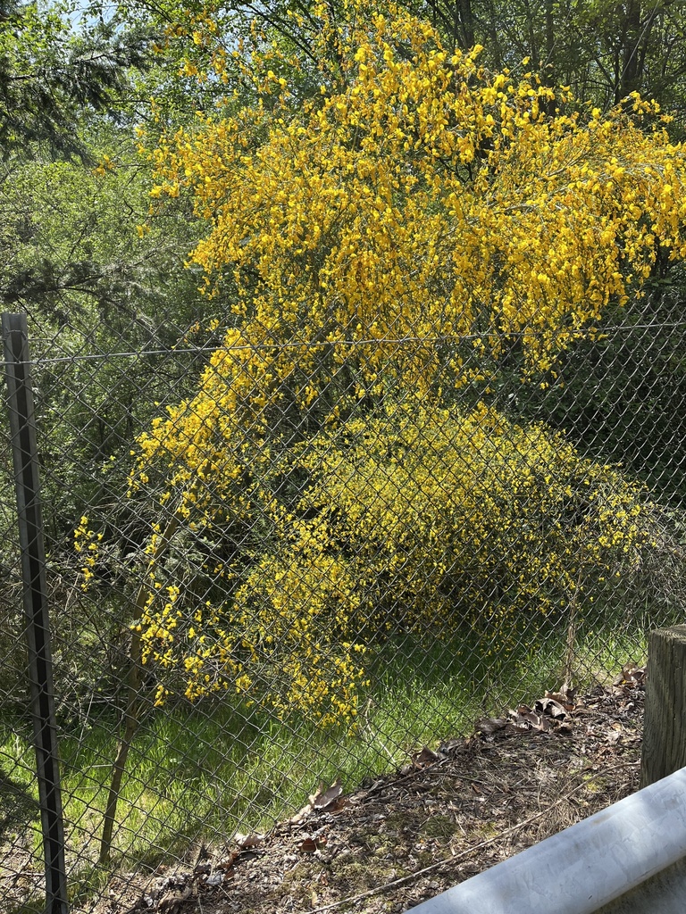 Scotch Broom from 61st Ave W, University Place, WA, US on May 16, 2023 at 02:17 PM by C. Beuning ...