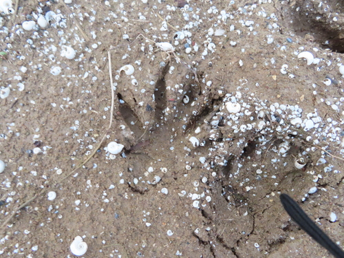 Raccoon Tracks – NatureTracking