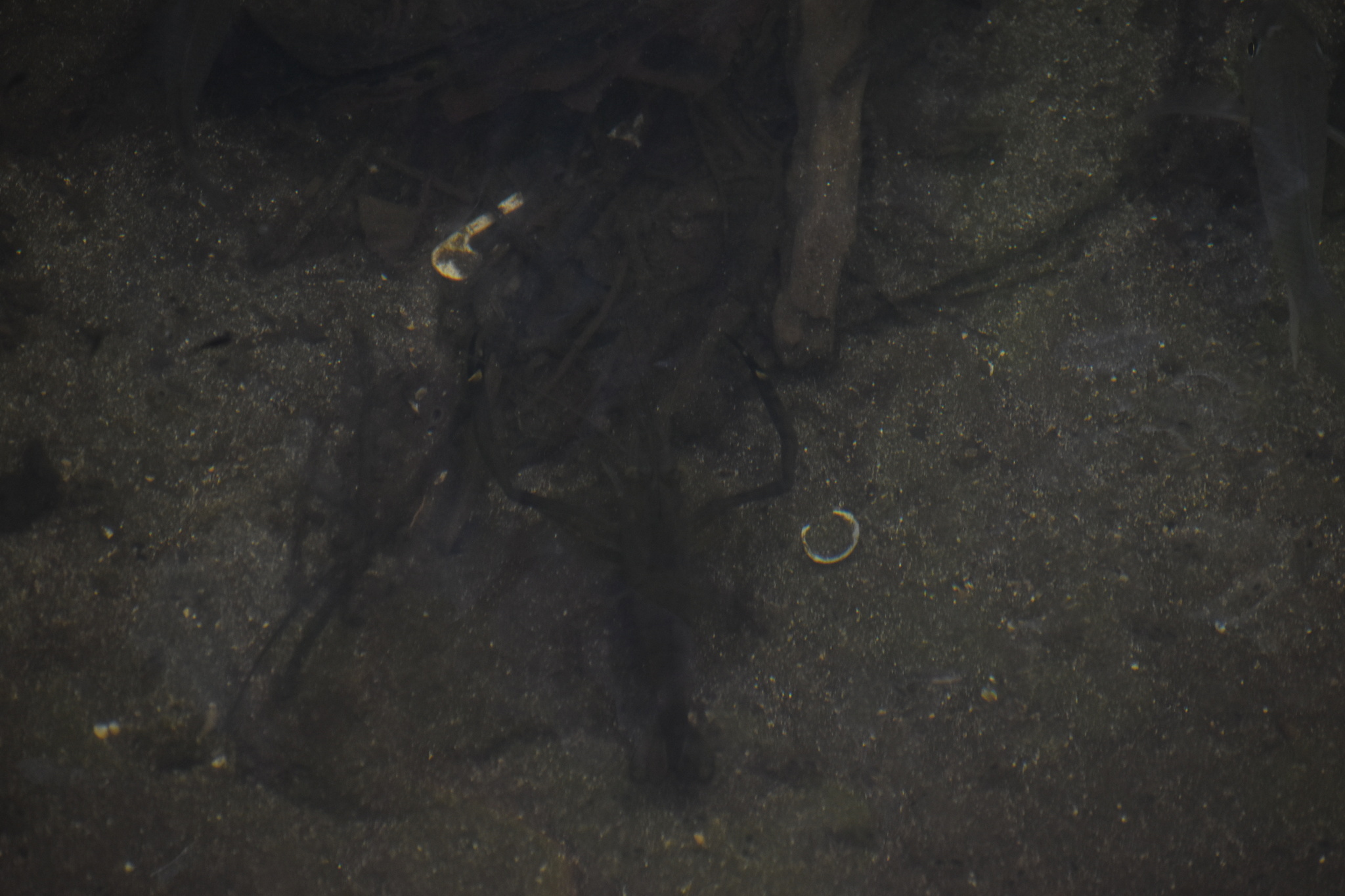 Macrobrachium lar (Fabricius, 1798)