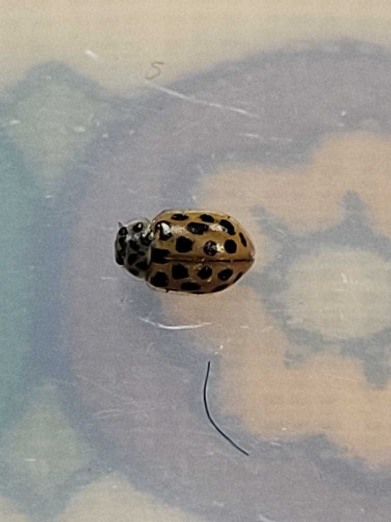 Water Ladybird from 01390 Saint-Jean-de-Thurigneux, Frankrike on May 16 ...