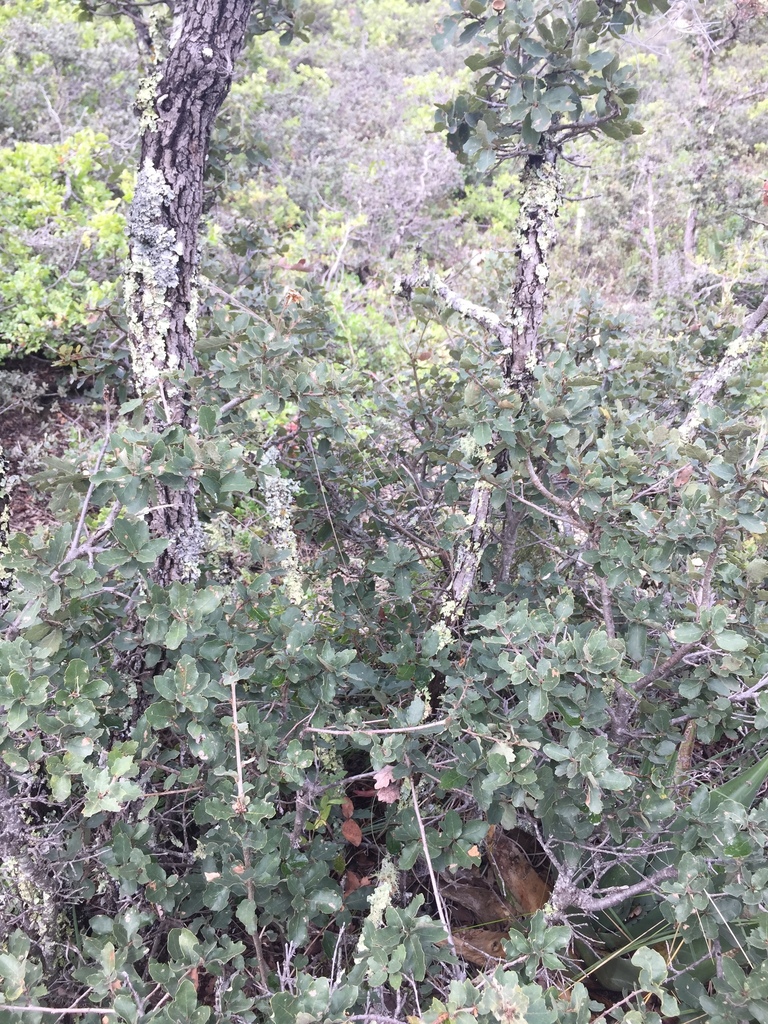 Encino blanco desde Aramberri, Aramberri, NL, MX el 10 de noviembre de ...