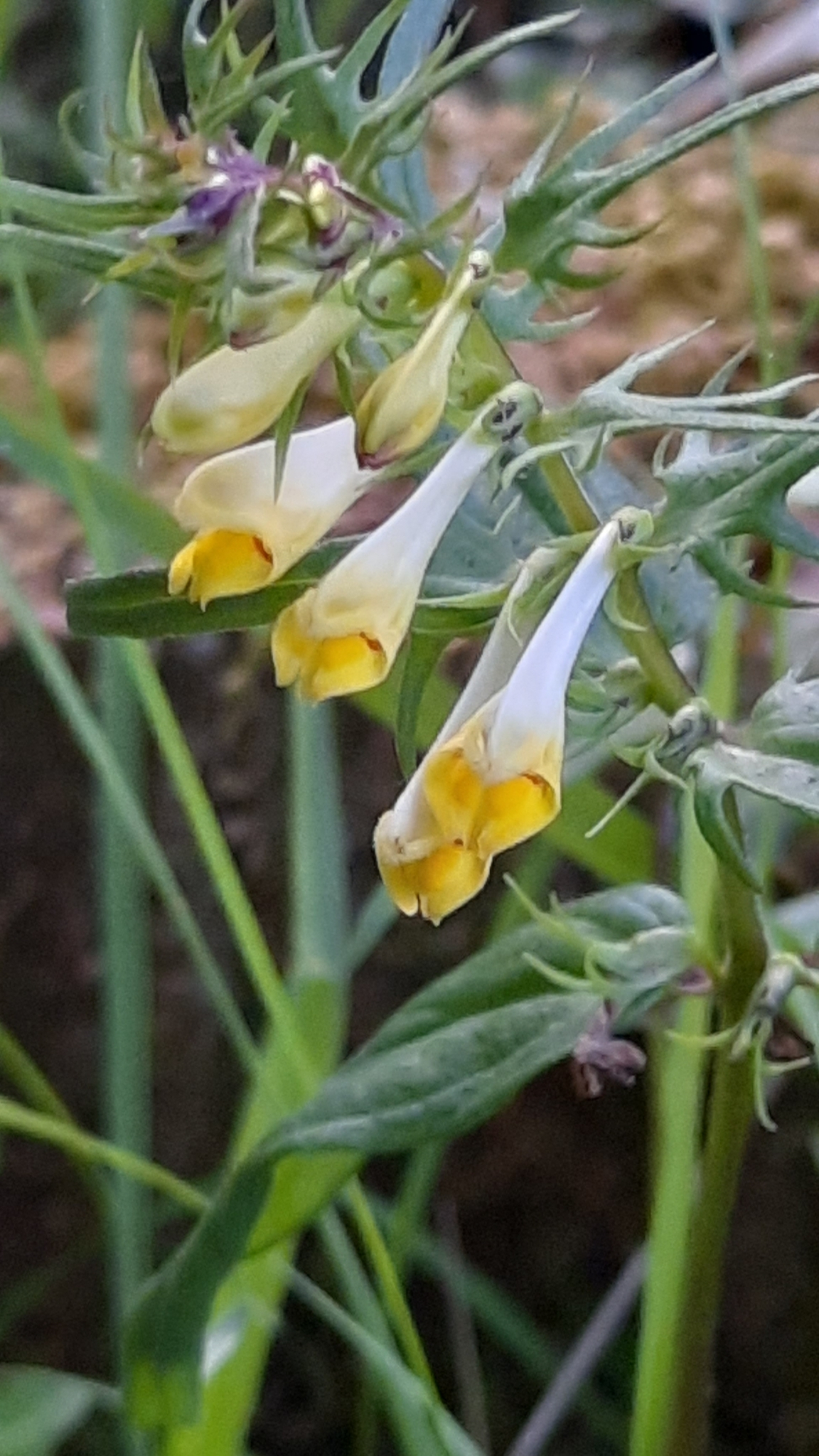 Melampyrum pratense L.