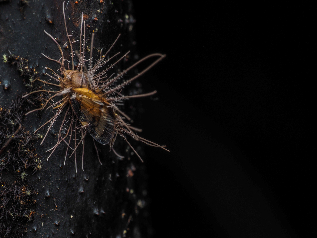 Hypocreales from Onaero, New Zealand on May 16, 2023 at 09:05 PM by ...