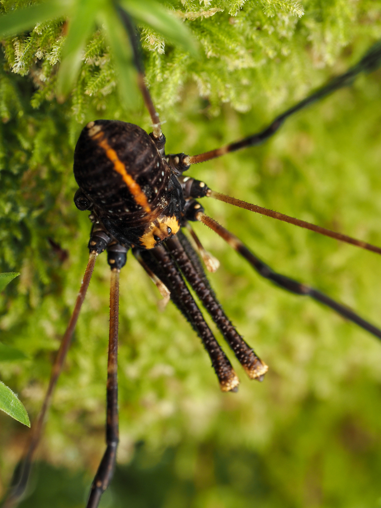 Forsteropsalis pureora from Onaero, New Zealand on May 16, 2023 at 09: ...