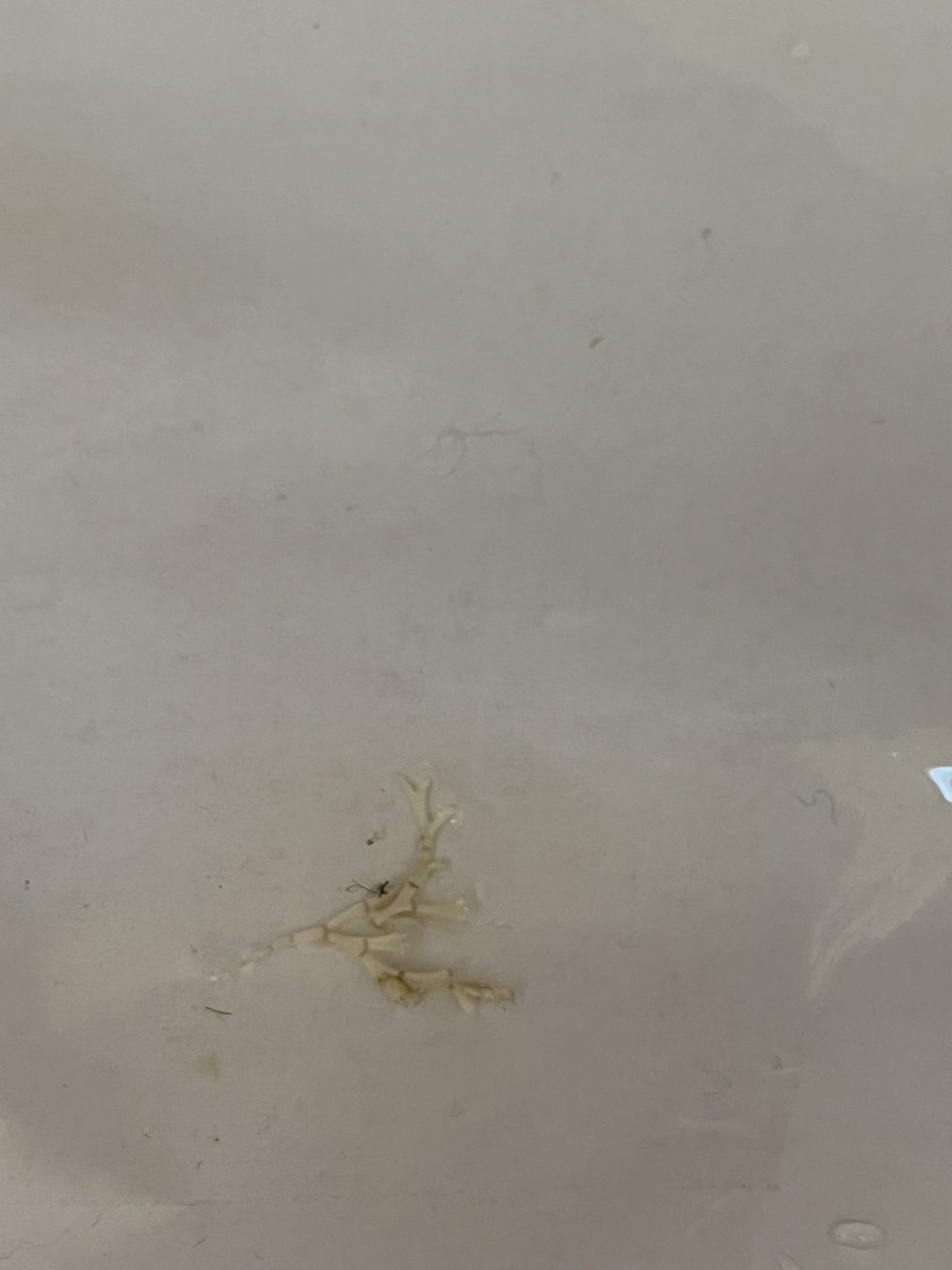 Cellaria fistulosa (Linnaeus, 1758)