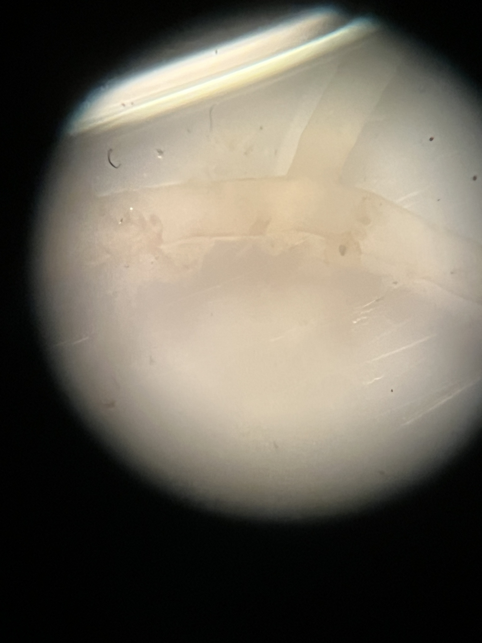 Cellaria fistulosa (Linnaeus, 1758)