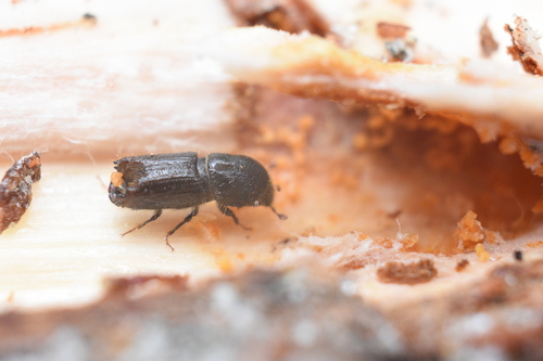 Escarabajo de la savia (Ips bonanseai)