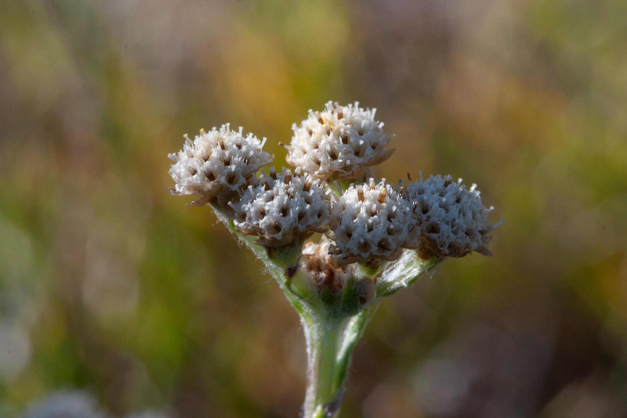 Antennaria umbrinella Rydb.