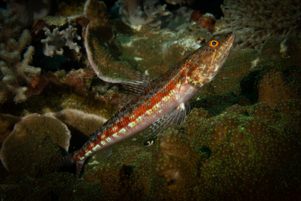 Variegated Lizardfish from Dauin, Negros Oriental, Philippinen on 19 ...