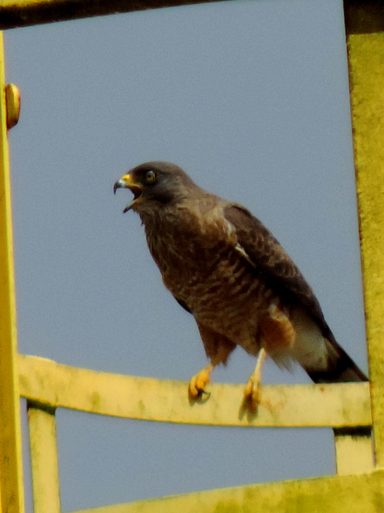 Roadside Hawk from Santo Antônio, Garanhuns - PE, Brasil on May 15 ...