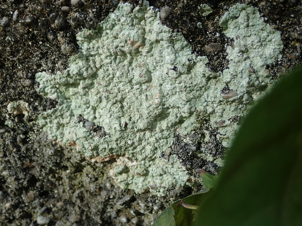 Fluffy Dust Lichen in November 2018 by Yann Kemper · iNaturalist
