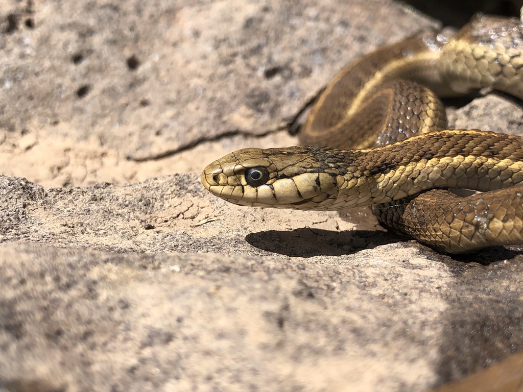 Western Terrestrial Garter Snake from Navajo County, US-AZ, US on May ...