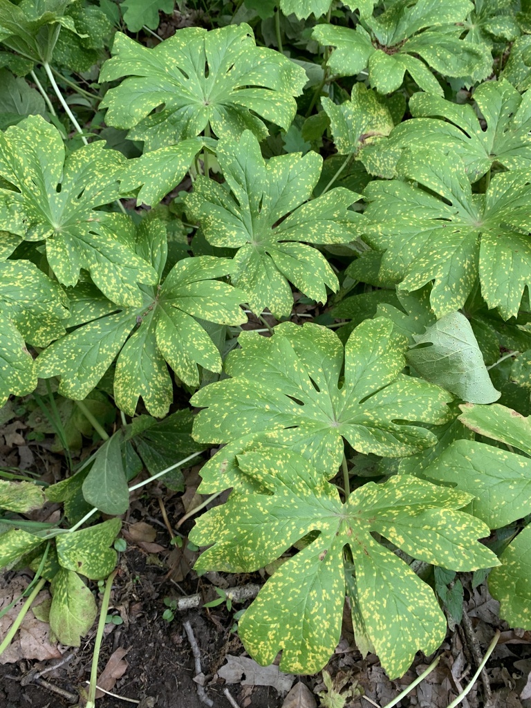 Mayapple Rust from Garnett Rd, Joppa, MD, US on May 24, 2020 at 05:27 ...