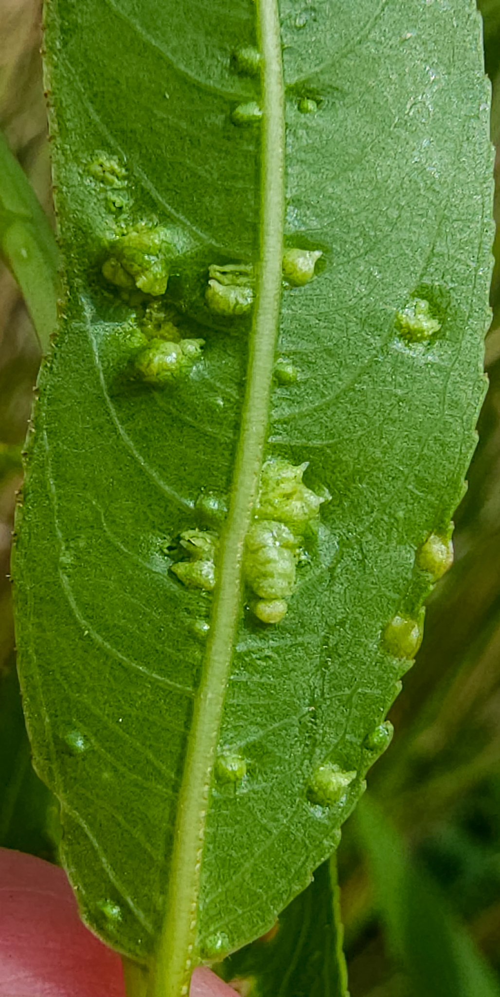 Aculus tetanothrix (Nalepa, 1889)