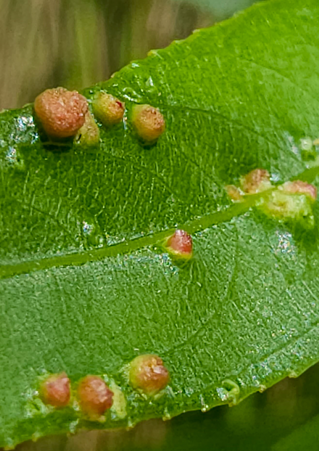 Aculus tetanothrix (Nalepa, 1889)