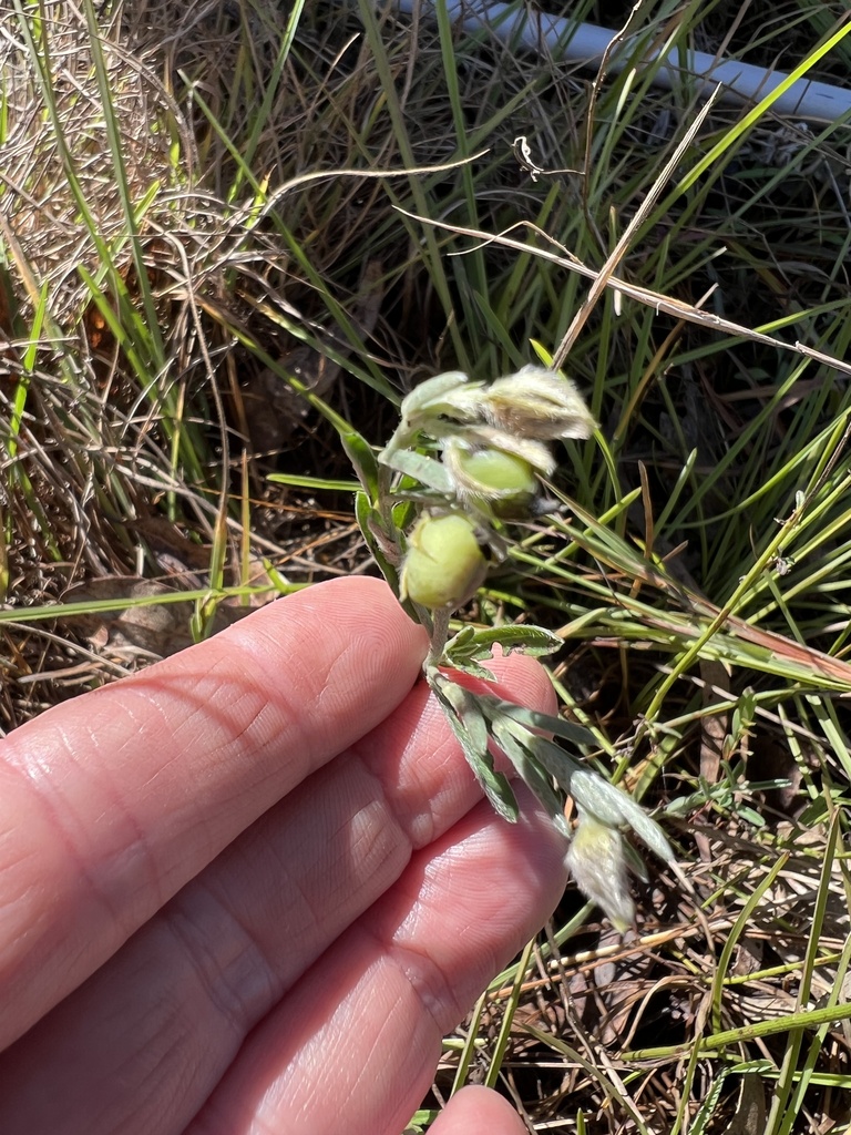 Faboideae from Allenview, QLD, AU on May 17, 2023 at 09:25 AM by ...