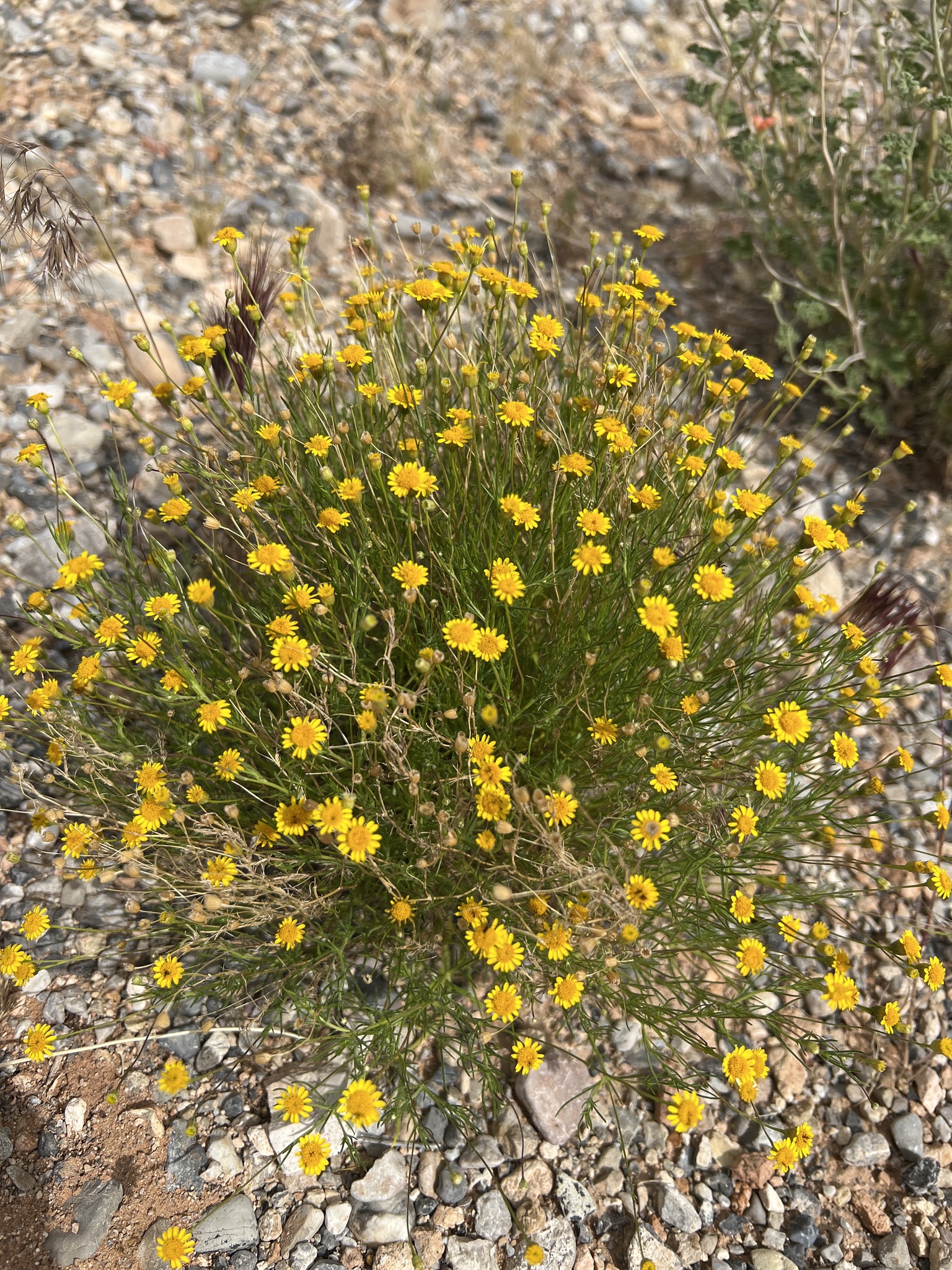 Thymophylla pentachaeta var. belenidium (DC.) Strother