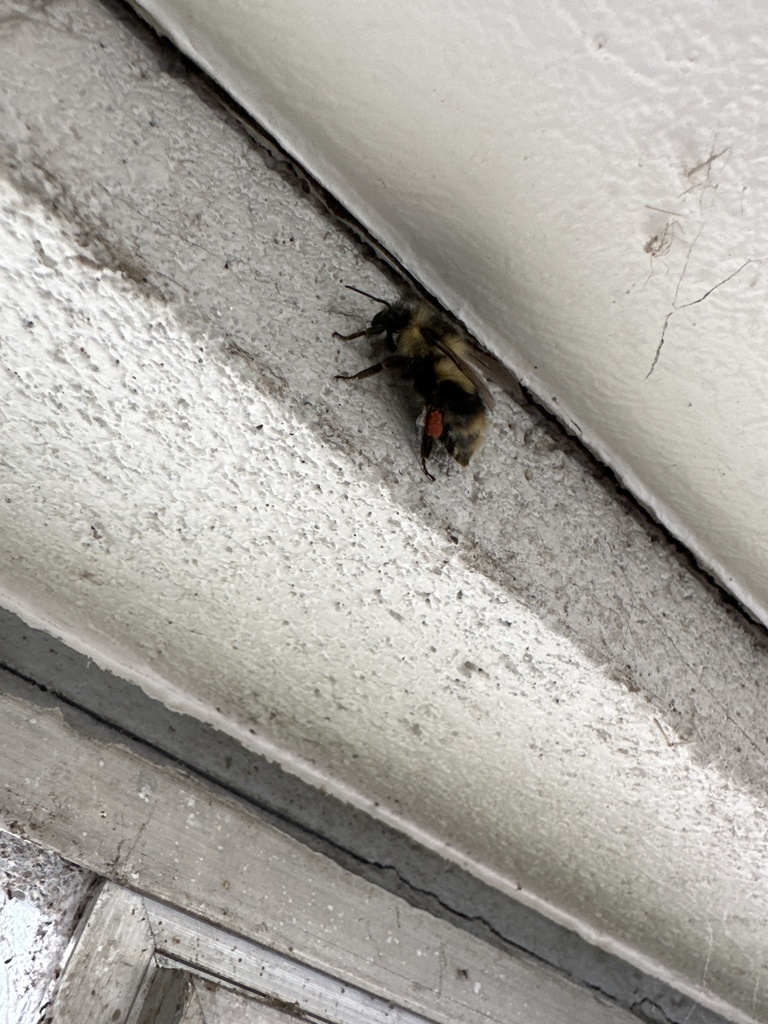 Bumble Bees from E Sprague Ave, Spokane, WA, US on May 16, 2023 at 04: ...