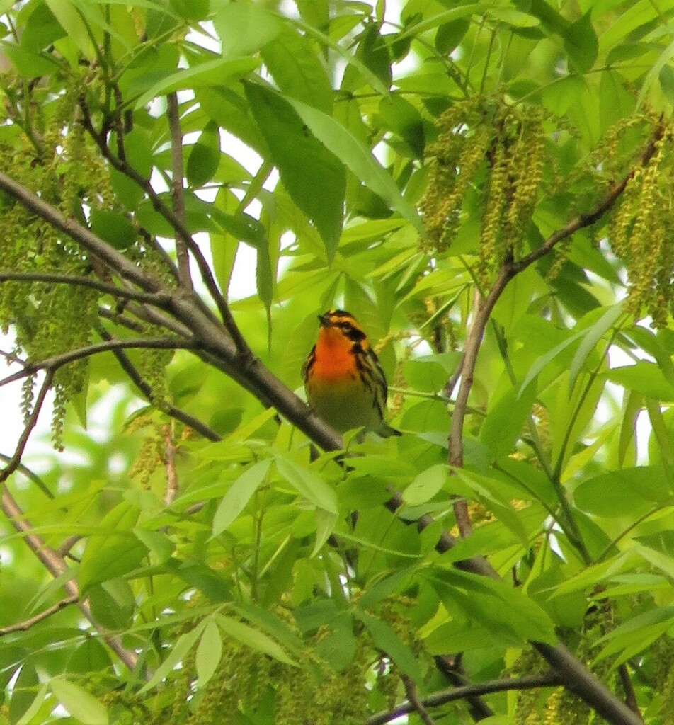 Blackburnian Warbler from Waterford, Frederick, MD 21702, USA on May 10 ...