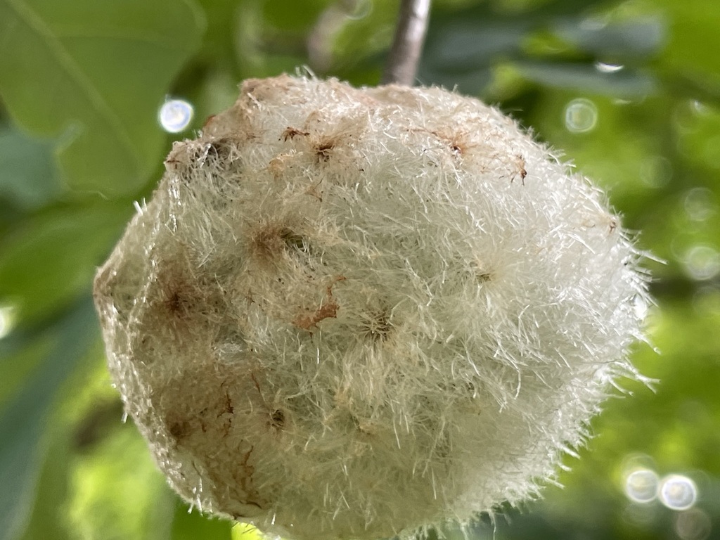 Wool Sower Gall Wasp from 1200 N George Mason Dr, Arlington, VA 22205 ...