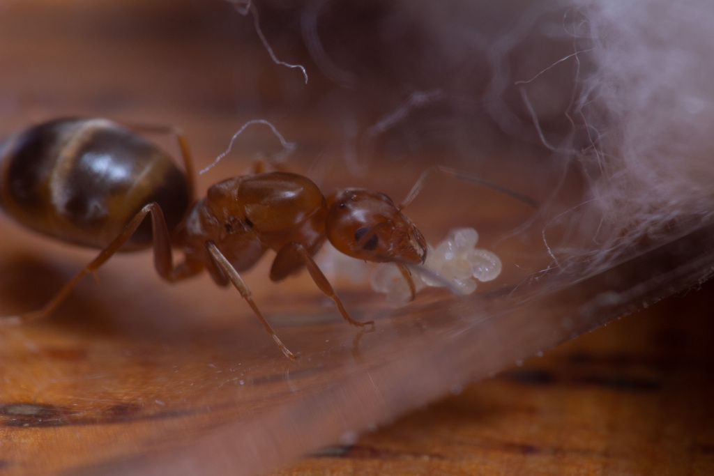 Buren's Pyramid Ant from Estero, FL, USA on April 30, 2023 at 08:25 PM ...