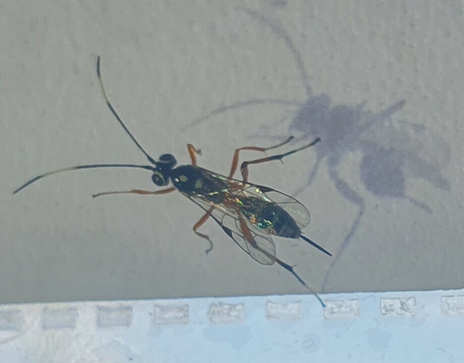 Glabridorsum stokesii in May 2023 by prosperosity · iNaturalist