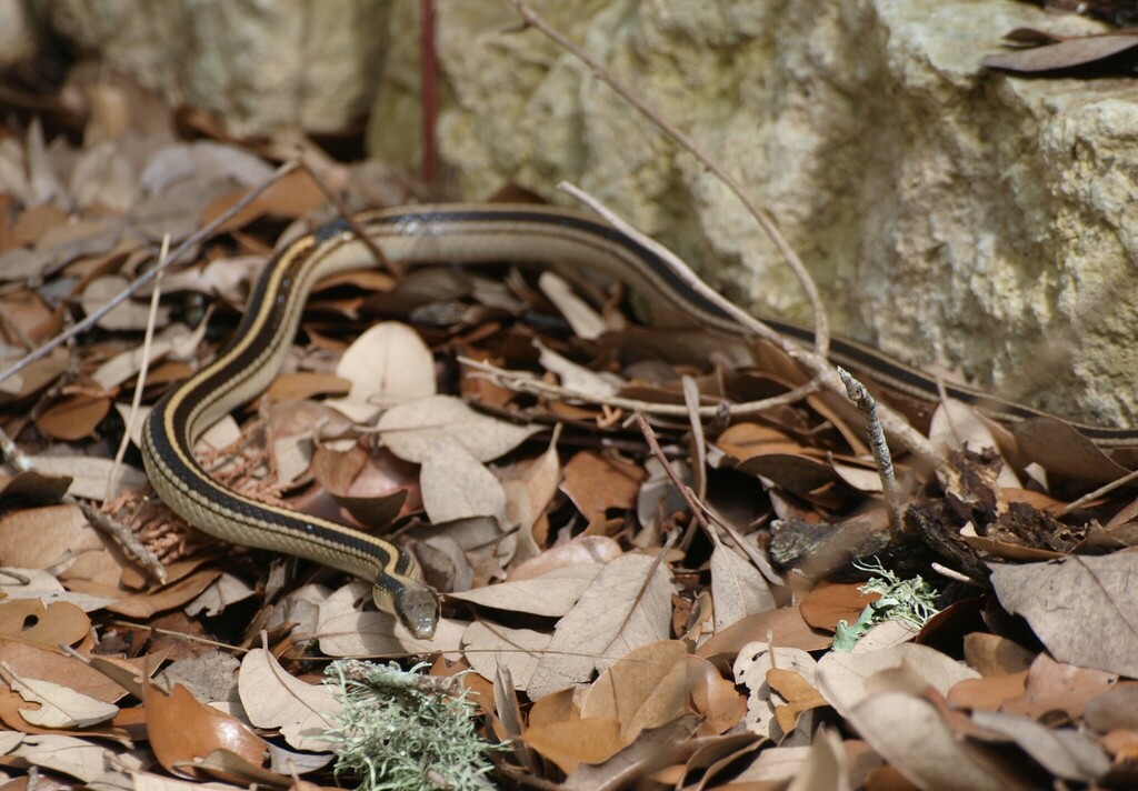 Texas Patch-nosed Snake from Dripping Springs, TX, USA on May 15, 2023 ...