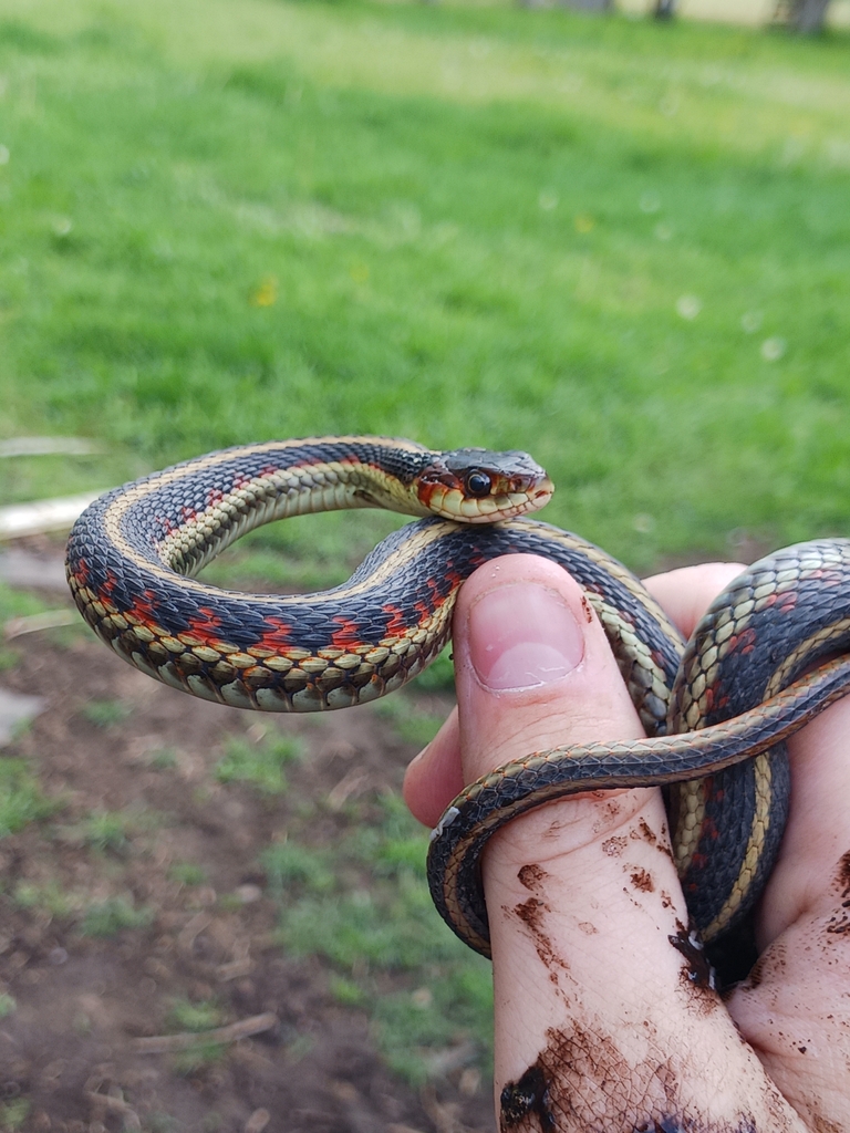 Valley Garter Snake from Union, OR 97883, USA on May 16, 2023 at 05:15 ...