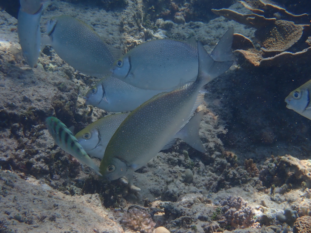 White-spotted Rabbitfish from Lombok, Nusa Tenggara occidental ...