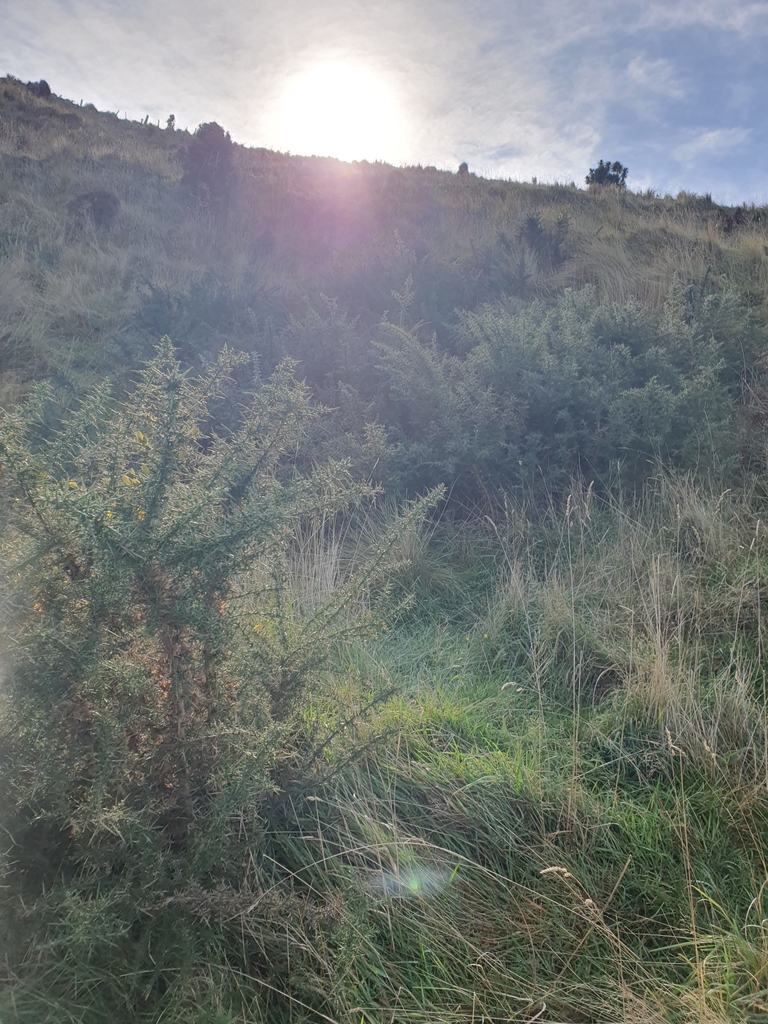 Something from Little River, New Zealand on May 17, 2023 at 12:40 PM by ...